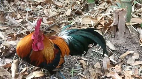 Cuab Qaib Qus 6 3 2023 Youtube