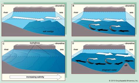 Estuary Coastal Feature Britannica