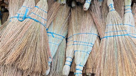 Broom Corn Long Handled