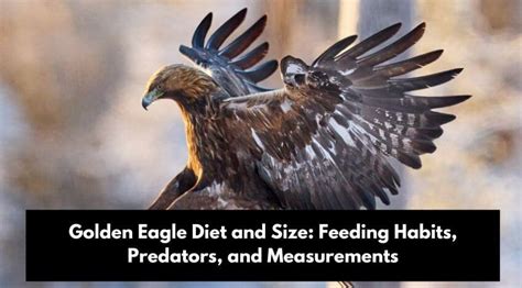Golden Eagle Diet And Size Feeding Habits Predators And Measurements Binocular Base