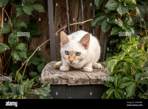 White Kitten Cat Pose Photo Portrait Outdoor Studio Loaf Sitting Vines