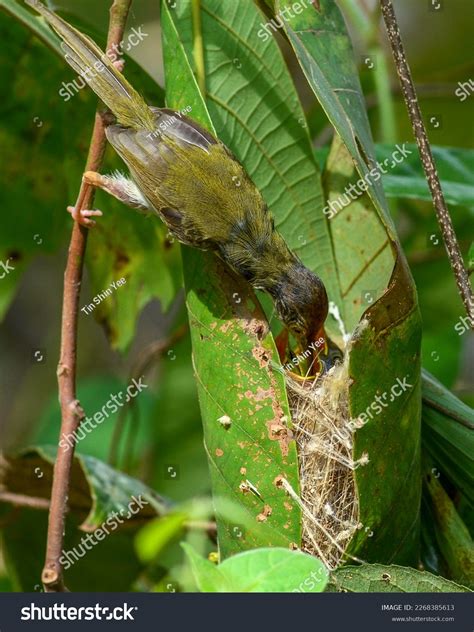 367 Nest Of A Tailor Bird Images Stock Photos And Vectors Shutterstock