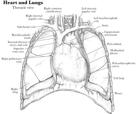Radiology Chest Xray Normal