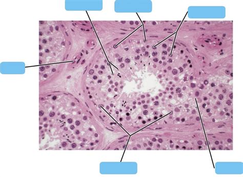 Lab Practical 139 Diagram Quizlet