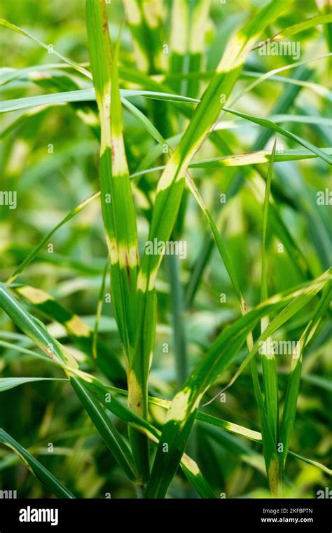 Zebra Grass Striped Maiden Grass Narrow Leaves Miscanthus Sinensis