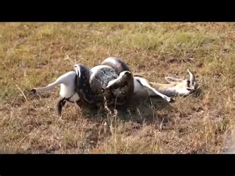 An African Rock Python Constricting A Thomson S Gazelle R Hardcorenature