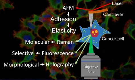 Hossein Khadem On Linkedin Combining Raman Imaging With Other Optical