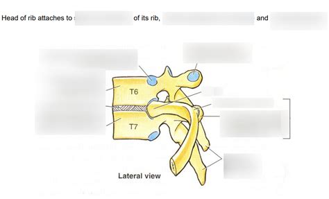 Rib Attachments Diagram Quizlet