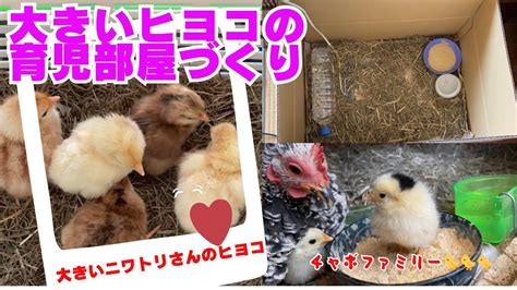 ひよこ孵化大きいニワトリのヒヨコ誕生簡単育児部屋づくり 暑い日と寒い日の過ごしかた沖縄の文化模合 YouTube