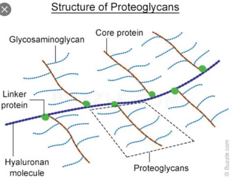 25 Intercellular Ground Substance Of Connective Tissue Flashcards Quizlet