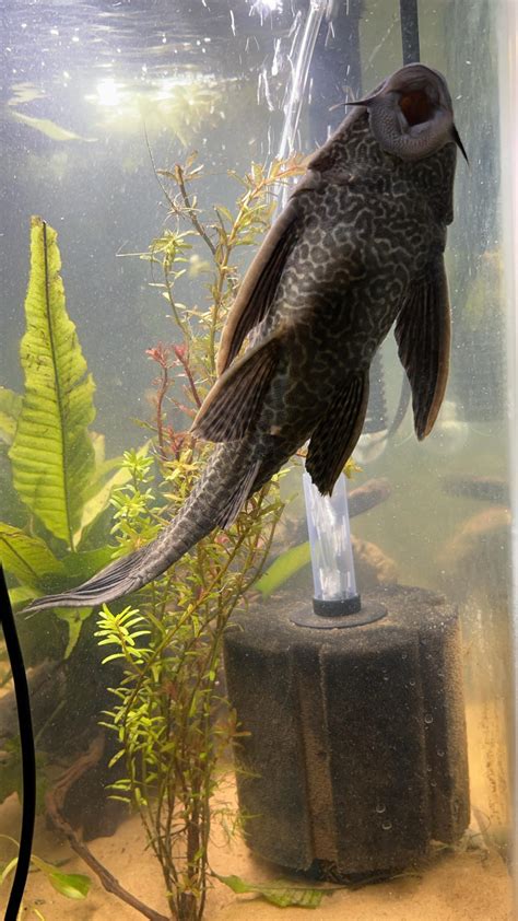 Can Someone Sex My Giant Common Rpleco