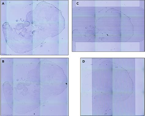 Example Scanning Of The Tissue Slide A Initial Full Scan Of The Download Scientific Diagram