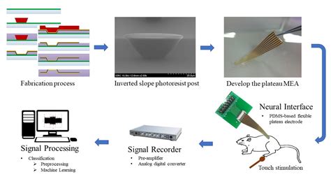 Polymers Free Full Text Plateau Shaped Flexible Polymer