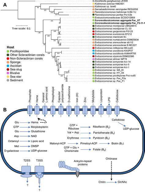 Figure 2 From Tissue Associated And Vertically Transmitted Bacterial Symbiont In The Coral