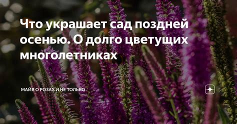 Что украшает сад поздней осенью О долго цветущих многолетниках Майя о розах и не только Дзен