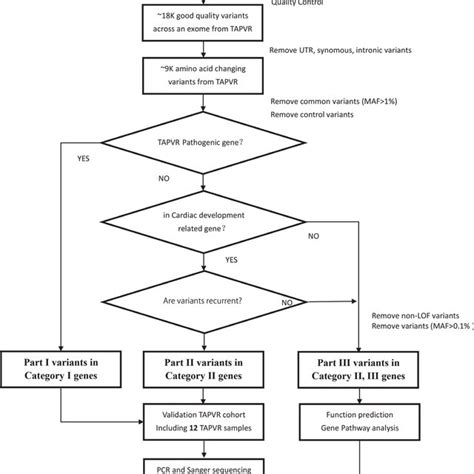Variant Filtration Workflow Abbreviations Are As Follows Maf Minor Download Scientific