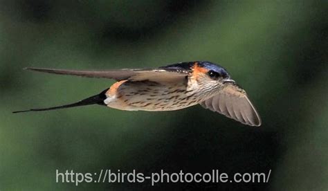 コシアカツバメを探す 勅使池周辺の野鳥と昆虫