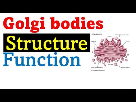 Golgi Body Structure And Functions Biology Educare How To Draw Golgi