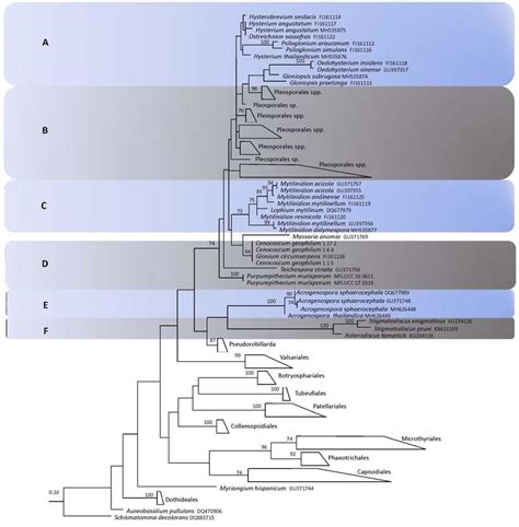 simplified phylogram showing the best protein raxml maximum likelihood