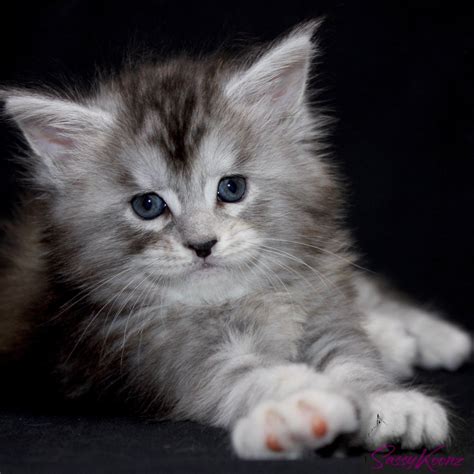The Maine Coon Kitten: The Purrfect Pet