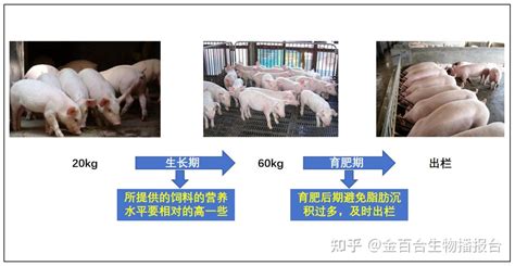 育肥猪生长发育规律及饲养管理要点 知乎