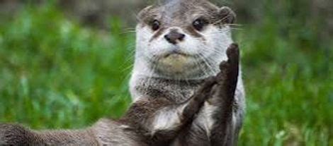Science Fact Of The Day Asian Small Clawed Otters Are The Tiniest