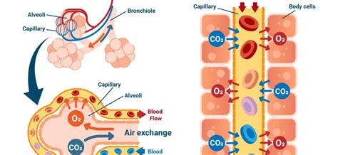 Saturation What Is It And What Affects It How To Test The Saturation Healthy Food Near Me