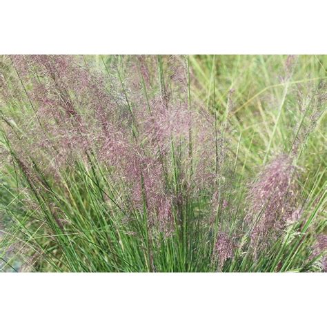 Cotton Candy Grass Landscapes