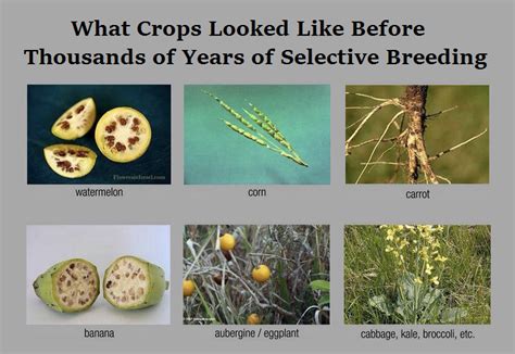 The Aat Project • Crops Before Selective Breeding Its Amazing What