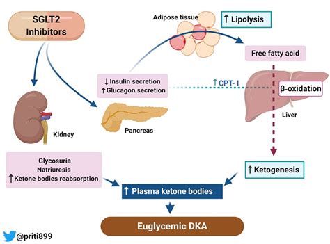 The Heart 🔴sglt2 Inhibitor Induced Euglycemic Diabetic Ketoacidosis📚⤵️ 🔹