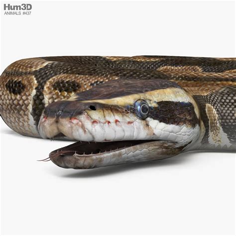 Common Python 3d 모델 다운로드 파충류 On