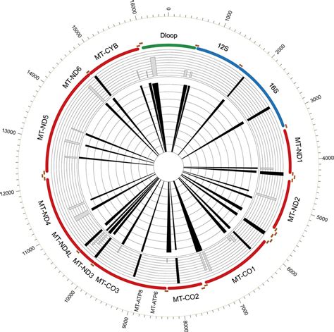 A Common Pattern Of Dnase I Footprinting Throughout The Human Mtdna Unveils Clues For A