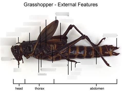 Grasshopper Labeling Diagram Quizlet
