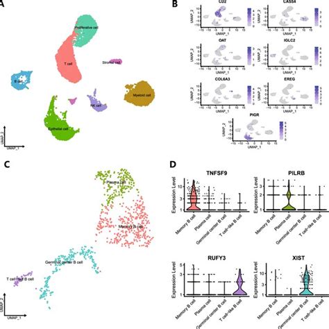 Identification Of B Cell Marker Genes By Scrna Seq Analysis A After