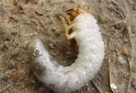 蛴螬图片 金针虫成虫图片 蛴螬成虫图片 第5页 大山谷图库