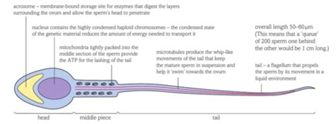 Stem Cells Specialised Cells Flashcards Quizlet