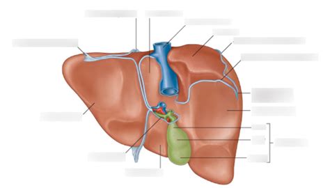 Diagram Of 10 Anatomy Of The Hpb System Quizlet