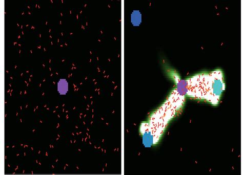 Ant Colony Model Simulation Screenshots Download Scientific Diagram
