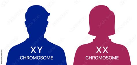 Man And Woman XX And XY Chromosome Difference Medical Vector Poster On A White Background