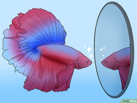 How To Determine The Sex Of A Betta