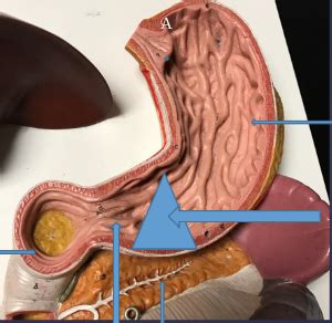 Dr Maula Lab Digestive System Diagram Diagram Quizlet