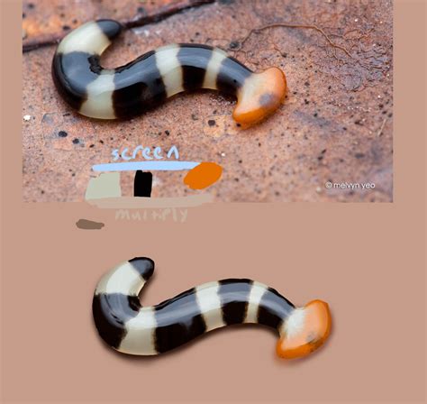 Hammerhead Worm Fragmentation At Natasha Groom Blog