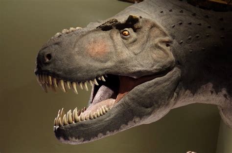 Teeth Museum Carnivore Free Photos On