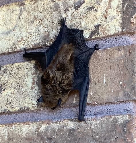 Best R Bat Images On Pholder I Drew These Babe Bats What Do You Think