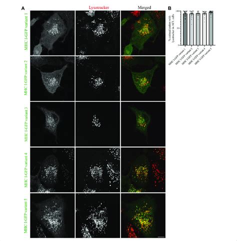 Intracellular Localization Of Five Atlantic Cod Mhc I Variants In Acl