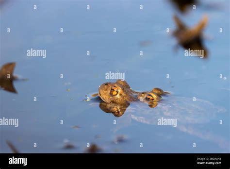 Male And Female European Common Toad Mating In Water Stock Photo Alamy