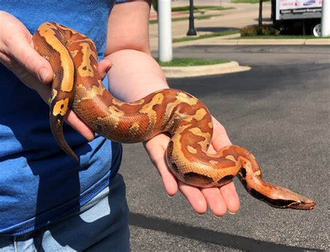 Pythonidae Brongersmai Blood Python Male Blood Python Male