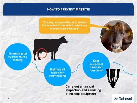 Mastitis In Dairy Cows And How It Affects Lifetime Productivity