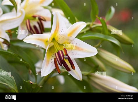 Lilium 'Garden Party' flower Stock Photo - Alamy