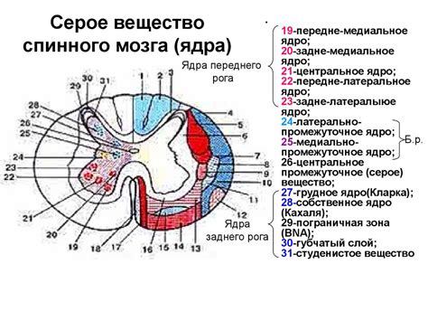 Частная гистология Нервная система презентация онлайн